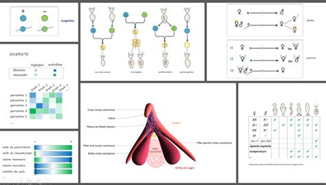 Enseigner la biologie du sexe de façon non sexiste Gender Campus
