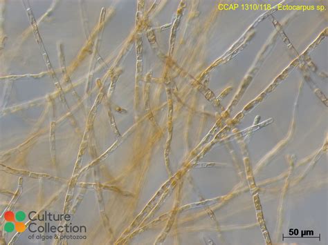 Ectocarpus Sp