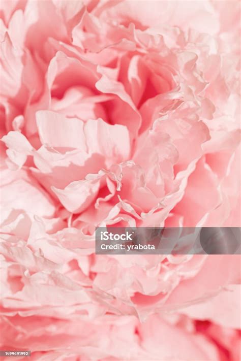 하얀 분홍색 모란의 아름다운 전망은 햇빛 한낮의 빛 그림자 태양 눈부심에 의해 닫힙니다 색상 그라데이션 탑 뷰 아름다움 자연의