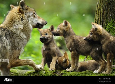 European Gray Wolf Canis Lupus Lupus She Wolf And Wolf Cubs Stock