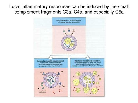Ppt The Complement System Powerpoint Presentation Free Download Id