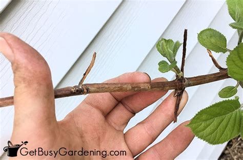 Pruning Hydrangeas Complete Step By Step Guide Get Busy Gardening
