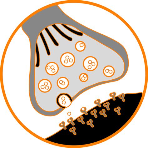 What Is Biological Reductionism In Psychology