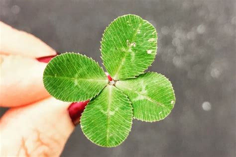 市場成長率とは？計算方法や重要性・ppm分析についてわかりやすく解説 うちでのこづち ｜業界トップクラス800社以上が使うec・通販crm Maツール