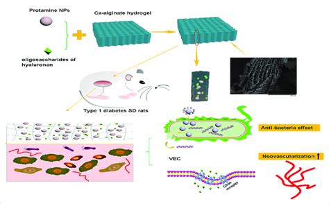 Application Of A Calcium Alginate Gel Loaded With Protamine