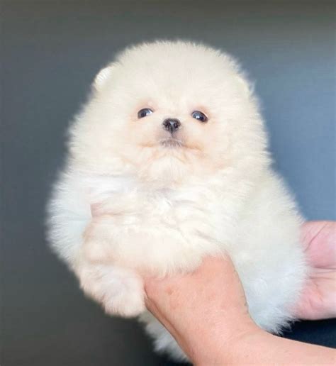 Предлагаются клубные щенки померанского шпица настоящего медвежьего типа от очень красивых