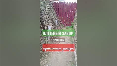 Забор плетень тын из орешника и ивы. Прут орешника и ивы для плетения ...