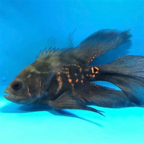 Longfin Red Tiger Oscar For Sale Exotic Fish Shop 774 400 4598