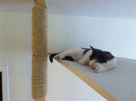 Cat Bridge Cats Can Play And Rest Up High On A Rugged Canvas