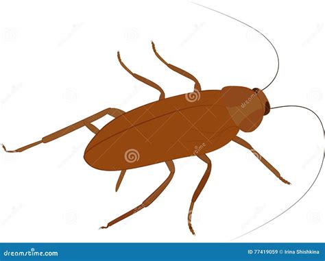 Cockroach Vector Illustration Labeled Educational Body Structure