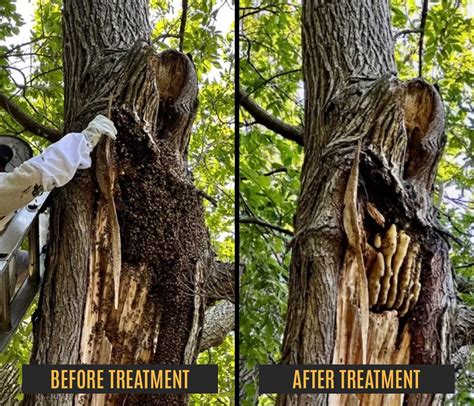 Bee Repellent Method Home And Hive