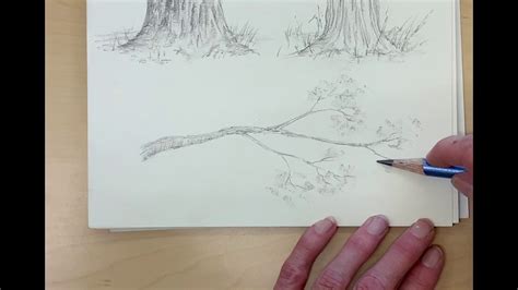 Drawing A Tree Branch Tutorial Youtube