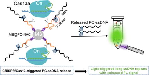 Light Triggered Signal Enhancement Strategy Integrated With A Crispr Cas13a Based Assay For