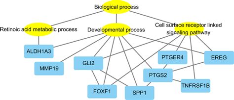 Visualization Of Gene Gene Interaction Network And Gene Ontology Go Download Scientific