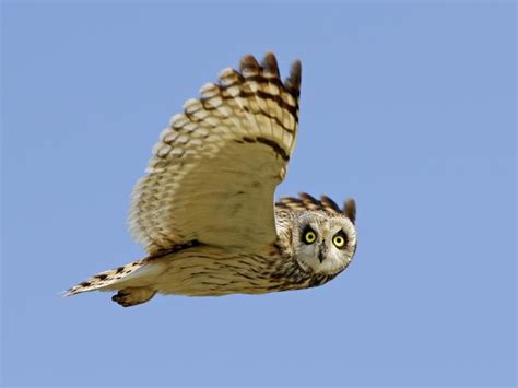 Φωτογραφίες από την βιοποικιλότητα της Ευρώπης Αντικλείδι