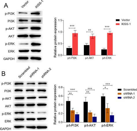 Kisspeptin Induces The Activation Of Pi3kakterk Signalling Pathway