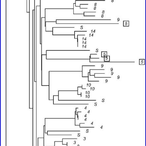 Dendrogram Of Genetic Distances Calculated Using The Balanced Minimum Download Scientific