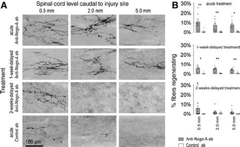 Corticospinal Tract Cst Axons Caudal To The Lesion After Acute And 1
