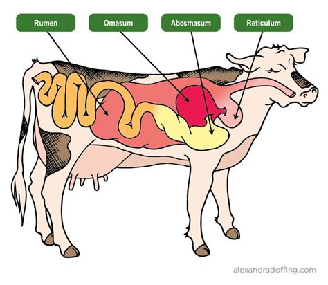Cow Respiratory System Diagram Labeled Respiratory System Co