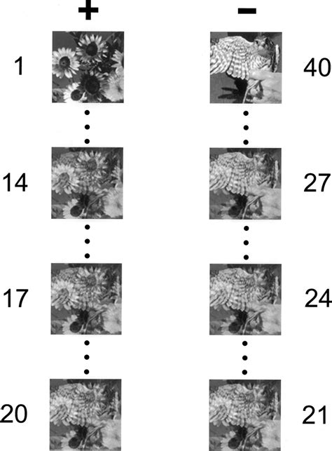Perirhinal Cortex And Feature Ambiguous Discriminations