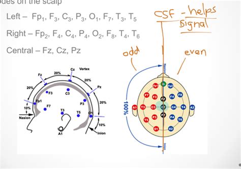 Eeg Flashcards Quizlet