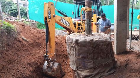 Tree Transplantation At Rs 10000 In Malappuram Id 6830183 Tree Transplantation At Rs 10000 In Malappuram Id 6830183
