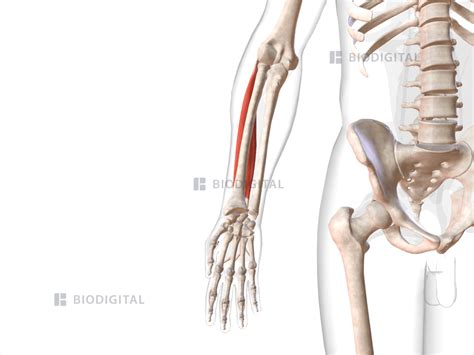 Right Extensor Digitorum BioDigital Anatomy