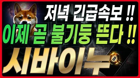 시바이누 이제 곧 불기둥 뜬다 월요일 저녁 긴급속보 리플도지코인비트코인 Youtube