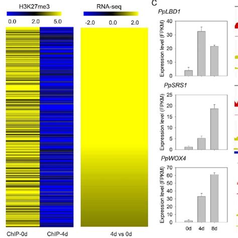 Genome Wide Profiling Of H3k27me3 Methylation And Gene Expression