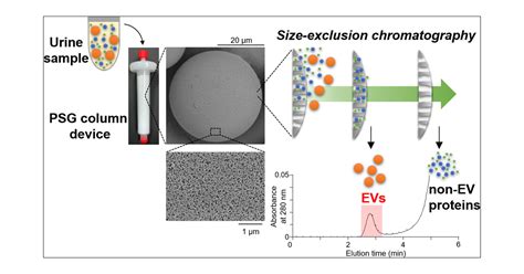 Isolate Extracellular Vesicles With Qev Columns 46 Off