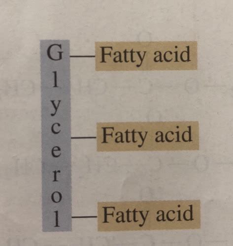Phospholipids Flashcards Quizlet