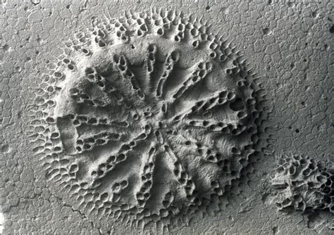Fossil Bryozoan Sem Photograph By Science Photo Library Fine Art America
