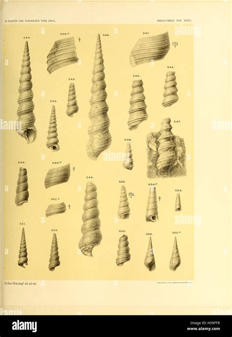 This Work Documents The Fossil Mollusks Of Java Offering Insights Into