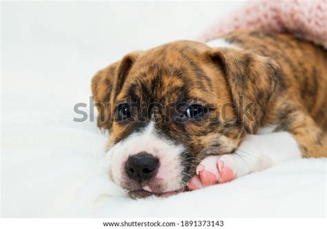 Cute Pitbull Mix Puppy