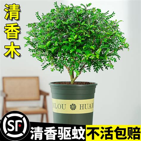 正宗清香胡椒木盆栽绿植物室内外花卉树苗老桩盆景驱蚊易活九里香 虎窝淘