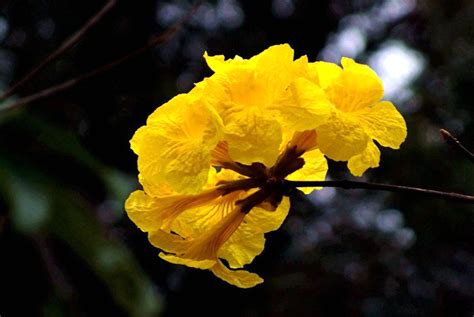 黃花風鈴木的栽培技術以及花語感謝 蘭亭花集