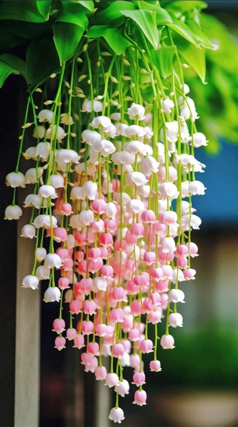 Pin By Candy On M 美圖~花 Beautiful Flowers Pictures Pretty Flowers