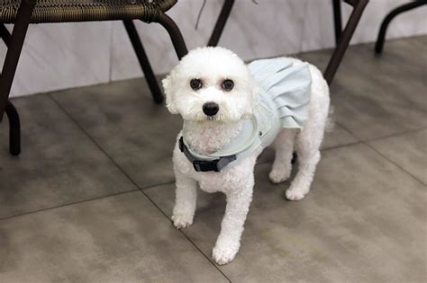 잠실 2018 0604 브리티쉬숏헤어분양 토이푸들분양 애완견분양 폼피츠분양 유기묘무료분양 말티푸분양 강남고양이분양 말티즈분양 강아지무료분양 고양이무료분양 도그마루