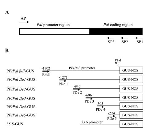 A Schematic Representation Of The Various Primers Used In Tail Pcr