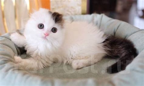 Шотландский вислоухий котенок в наличии во Владивостоке