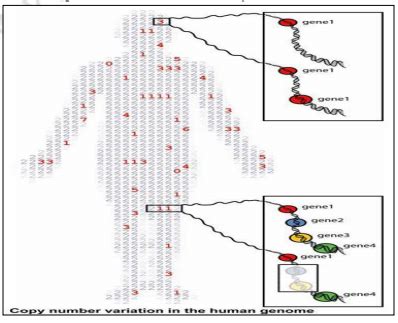 Genetic Polymorphism Human Population Genetics