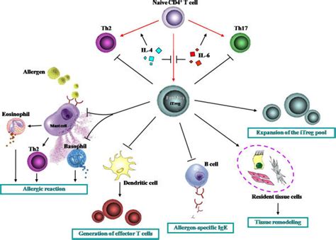 Influence Of Tregs On Other Cell Types Th Helper T Cells