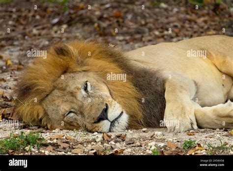 African Male Lion Stock Photo Alamy
