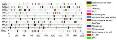 analysis of cis acting elements in the st4cl gene promoters the