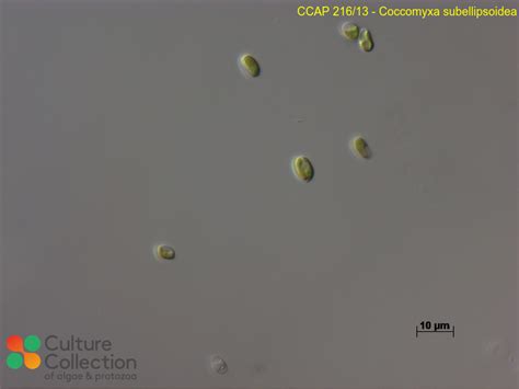 Coccomyxa Subellipsoidea