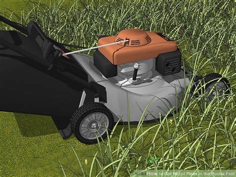 14 Ways To Get Rid Of Fleas In The House Fast WikiHow