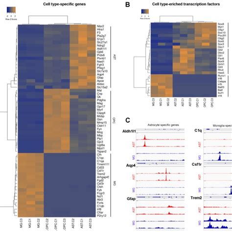 Nuclei Isolation Protocol A Snap Frozen Brain Tissue Is Homogenized Download Scientific
