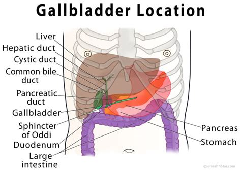 Gallbladder Definition Anatomy Parts Function Pictures Ehealthstar