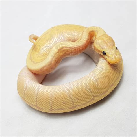 Amazing Coral Glow Ball Python Morphs Proherper