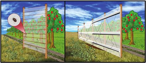 Using Stink Bug Migration Behavior For Physical Exclusion